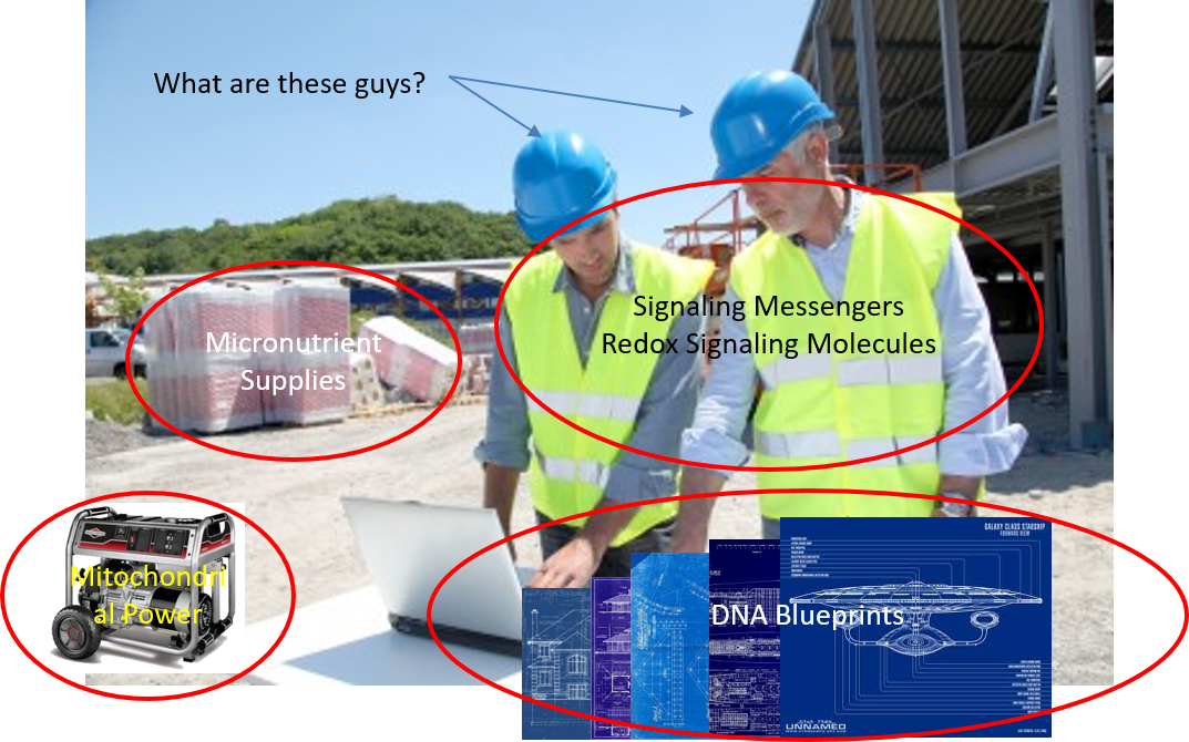 How to Build a Cell | Dr. Gary Samuelson