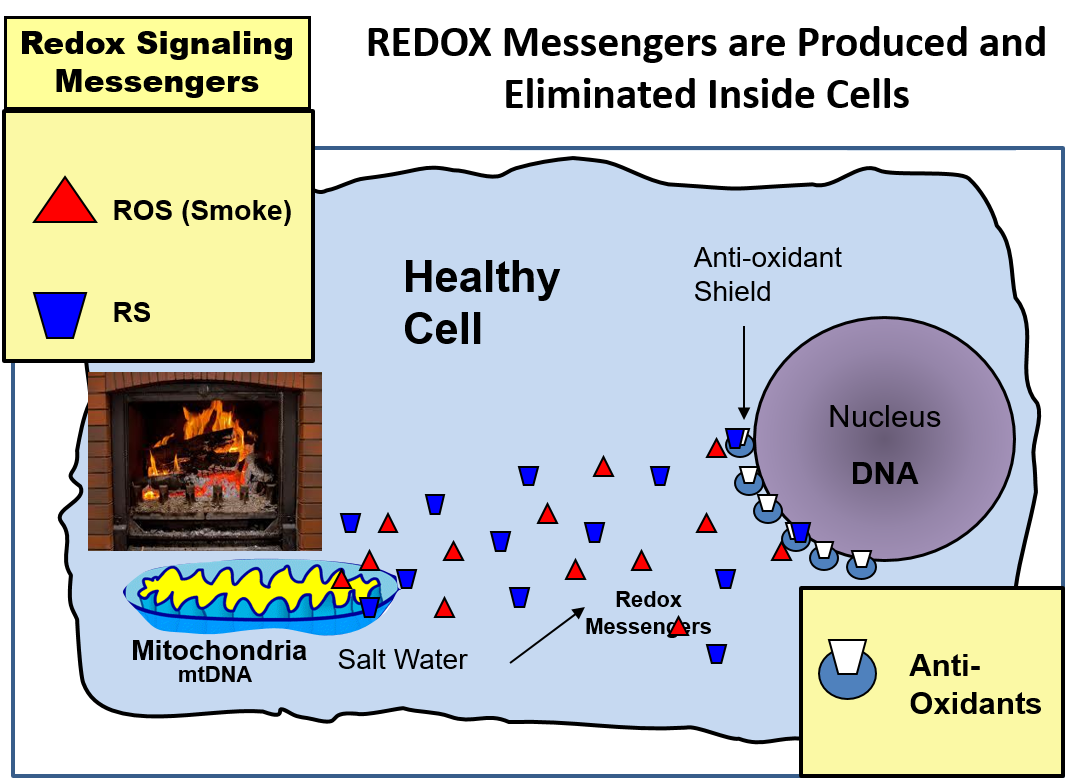 Healthy Redox | Dr. Gary Samuelson